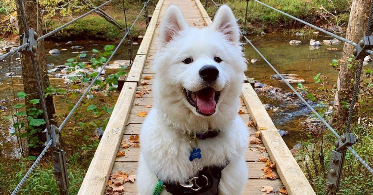 Unleash Yourself! Discover a Dog-Friendly Durham | Discover Durham