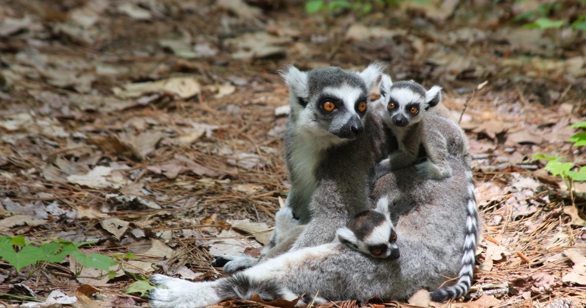 Duke Lemur Center | Discover Durham