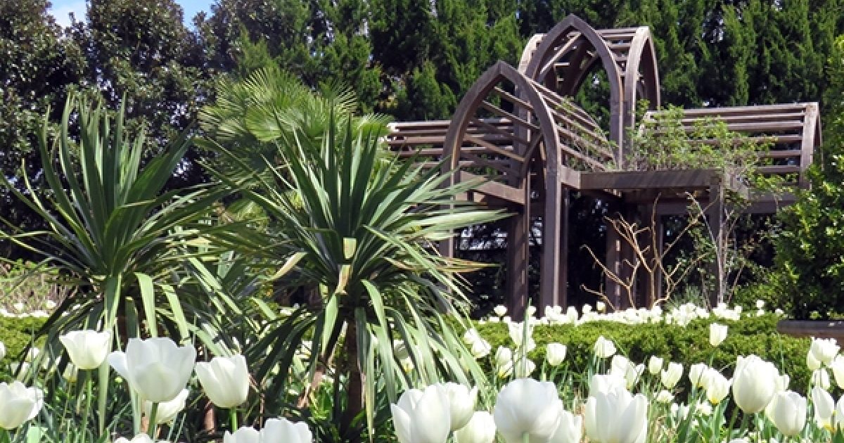 Botany by Plant Family: The Key to See | Discover Durham