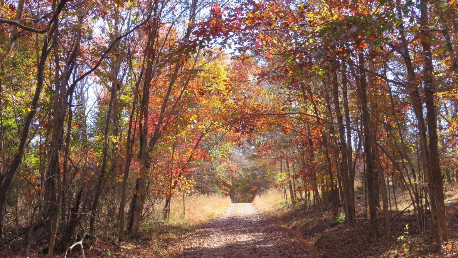 Duke Forest | Discover Durham