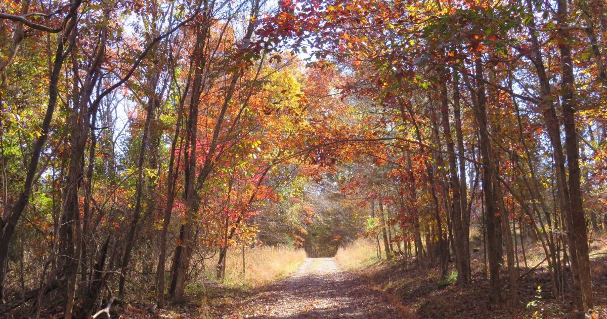 Duke Forest | Discover Durham