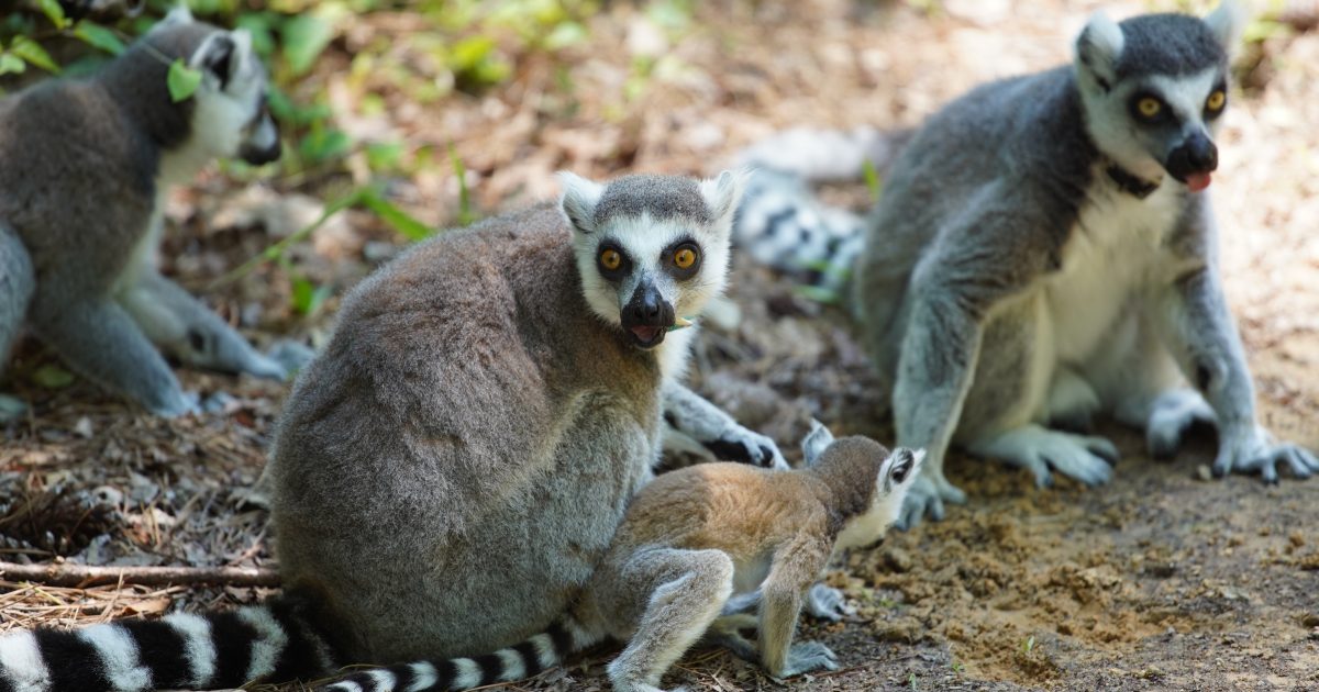 Plan Your Visit to the Duke Lemur Center | Discover Durham